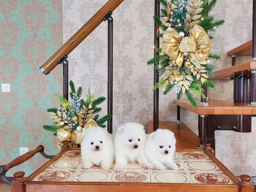 Белый померанский шпиц