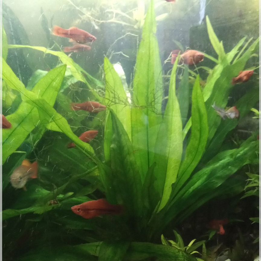 Растение в аквариумное