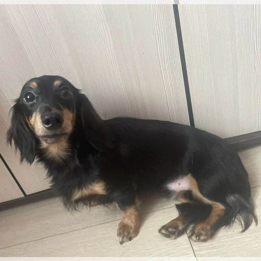 Кроличья такса, щенок