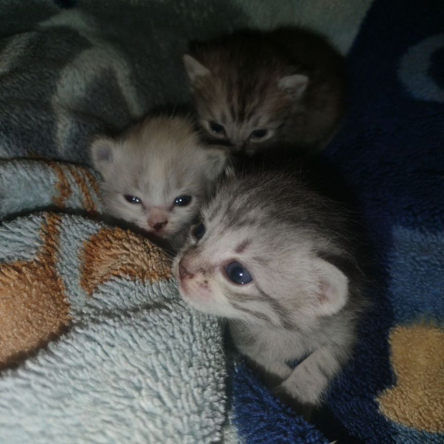 Котята Папа Сиамец мама простая