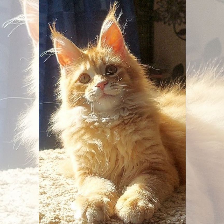 Мейн-кун котёнок