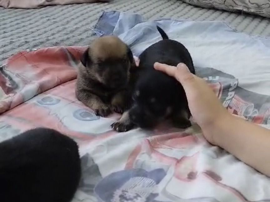 Щенки пинчер+ джек-рассел