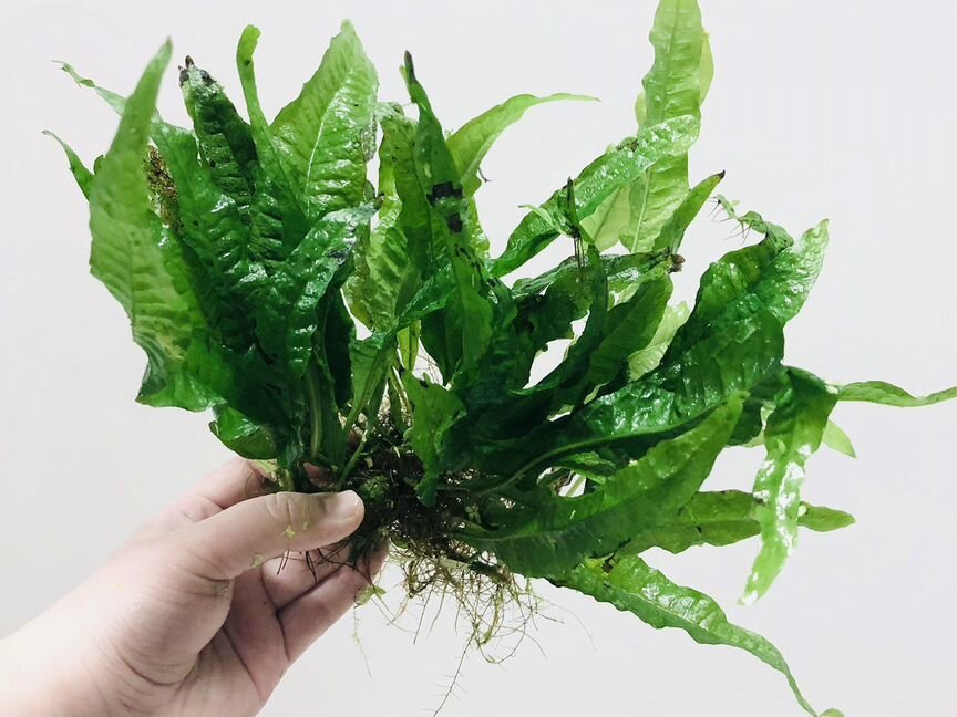 Растения для аквариума, улитки Мелания