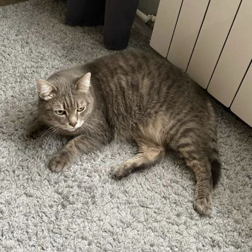 Сибирский кот, взрослый