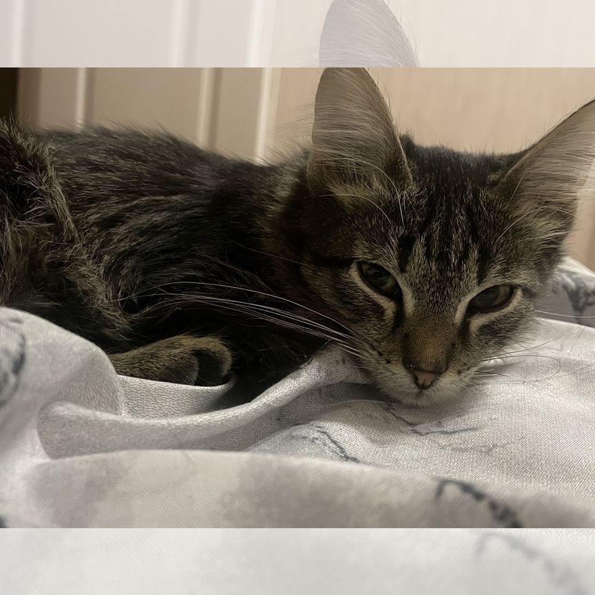 Русский голубой котёнок