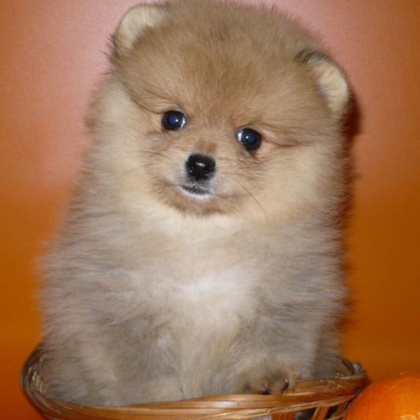 Померанский шпиц рыжая девочка
