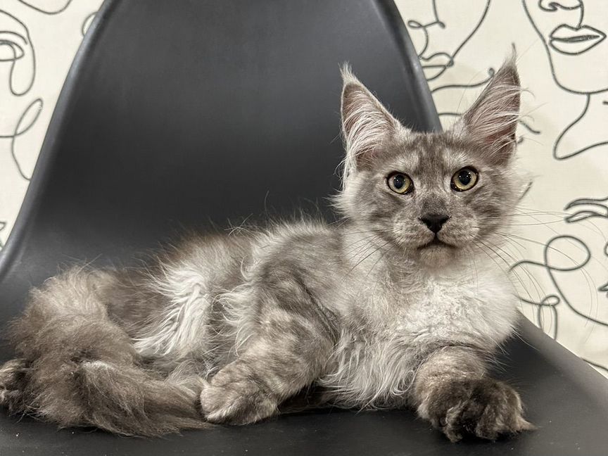 Мейн-кун черный дым котик