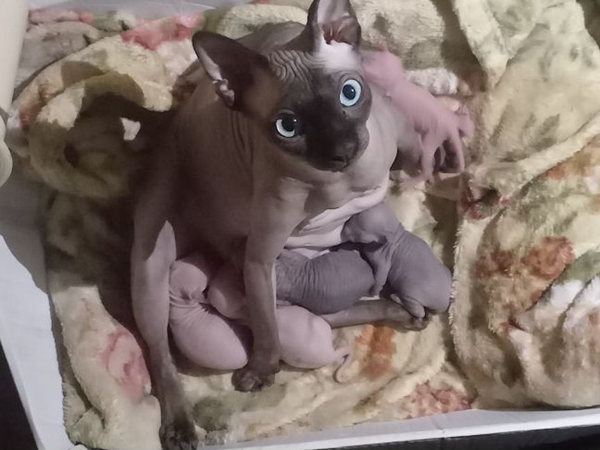 Лысые котята сфинкс