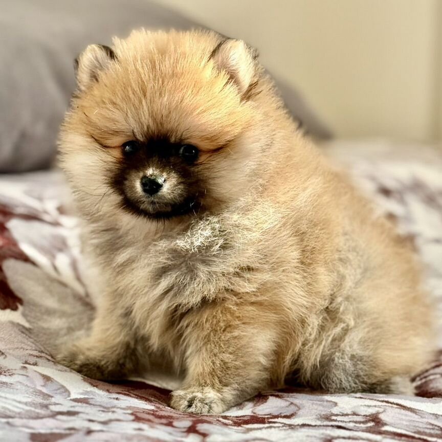 Померанский шпиц щенок