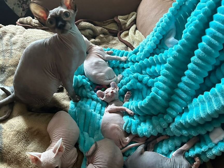 Сфинксы котята мальчики