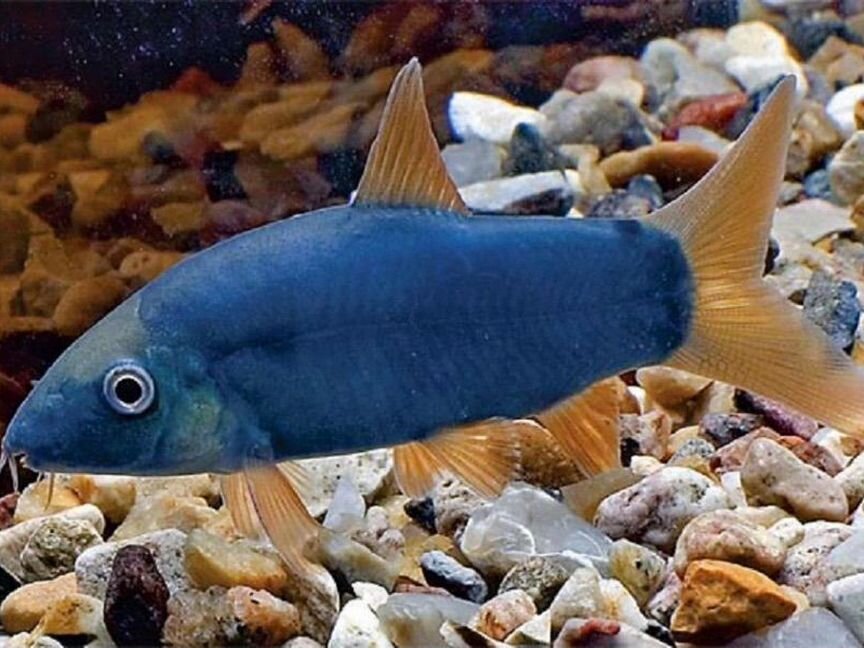 Аквариумные рыбки