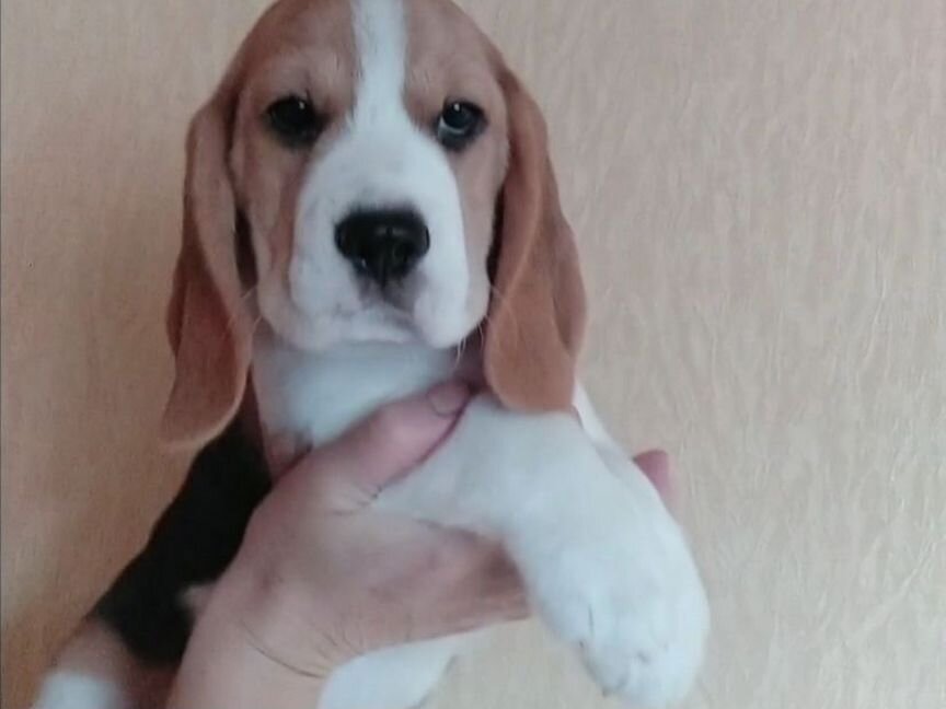 Бигль мальчик 2,5 мес