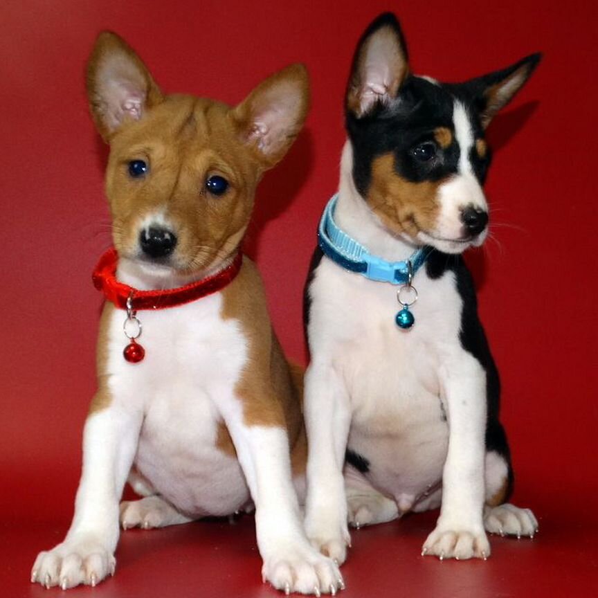 Басенджи, щенок