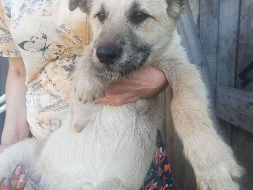 Охранница в дом