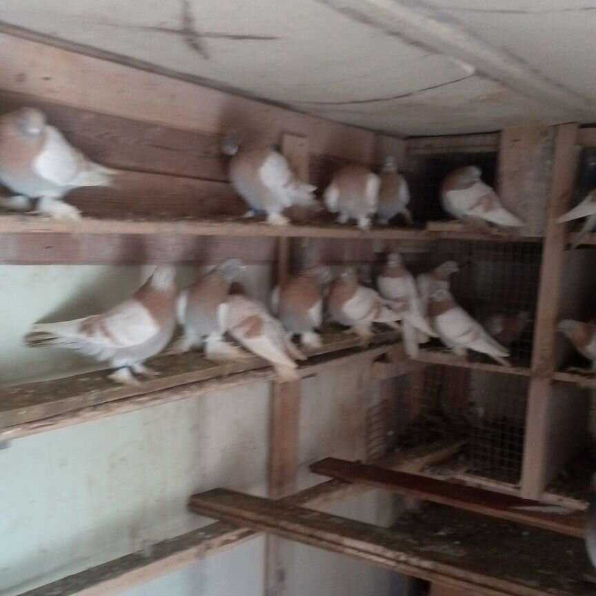 Голуби Агараны