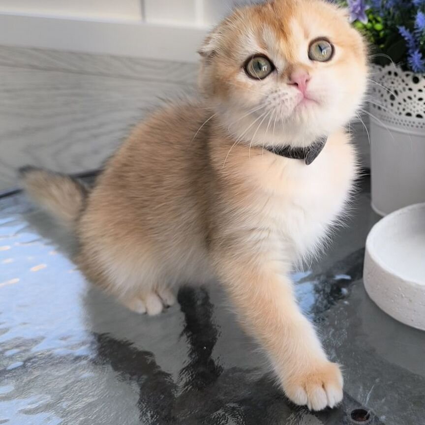 Шотландский вислоухий короткошёрстный котёнок