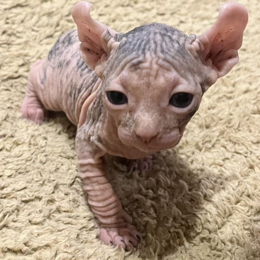 Канадский сфинкс котёнок