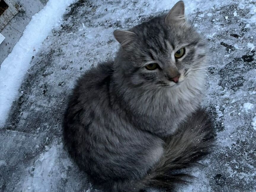 Кошку бросили хозяева. Очень ласковая девочка