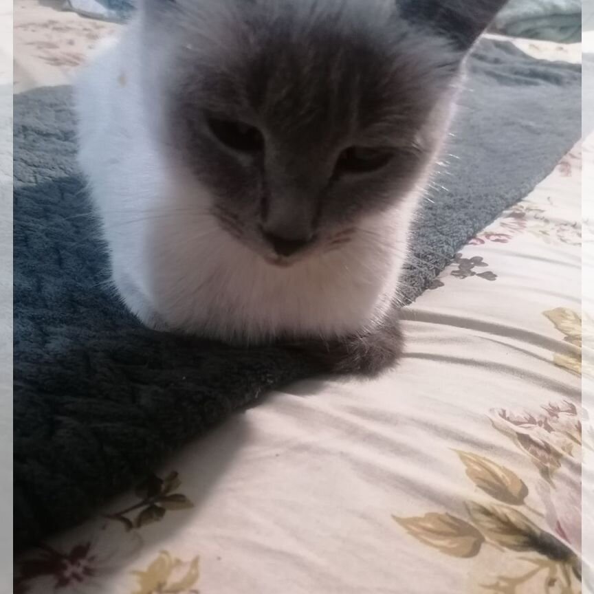 Котята в добрые руки бесплатно, метисы