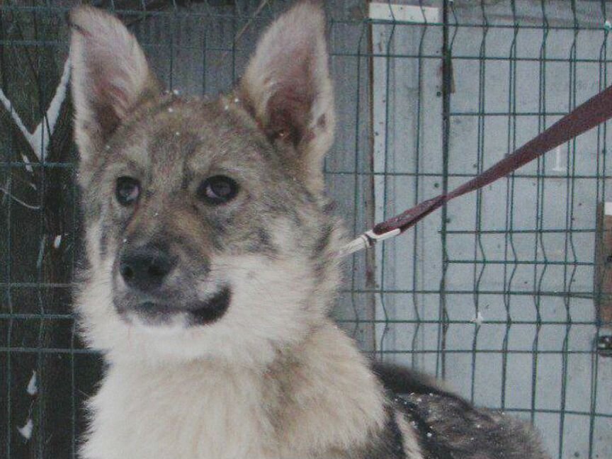 Щенок Рубин в добрые руки