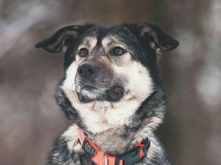 Терра: дружелюбная собака из приюта