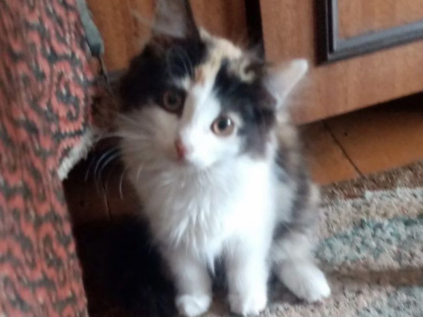 Котенок Нюся