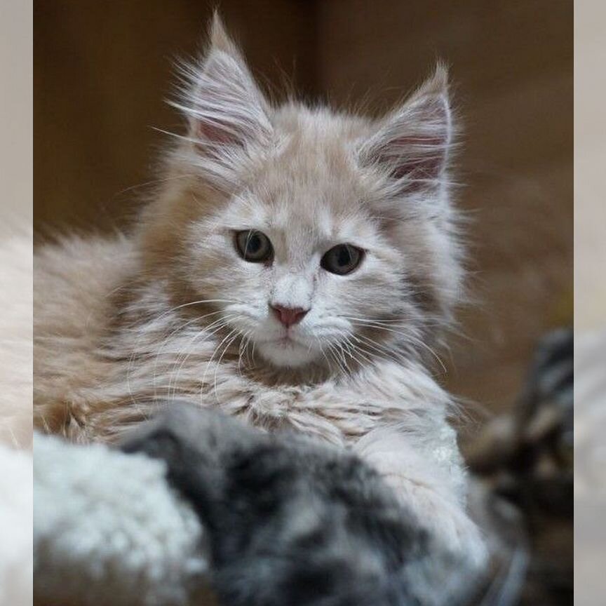 Мейн-кун котёнок
