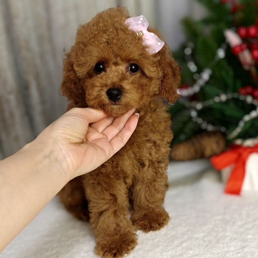 Той-пудель, щенок