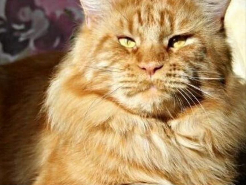 Отдам кота породы Мейн кун