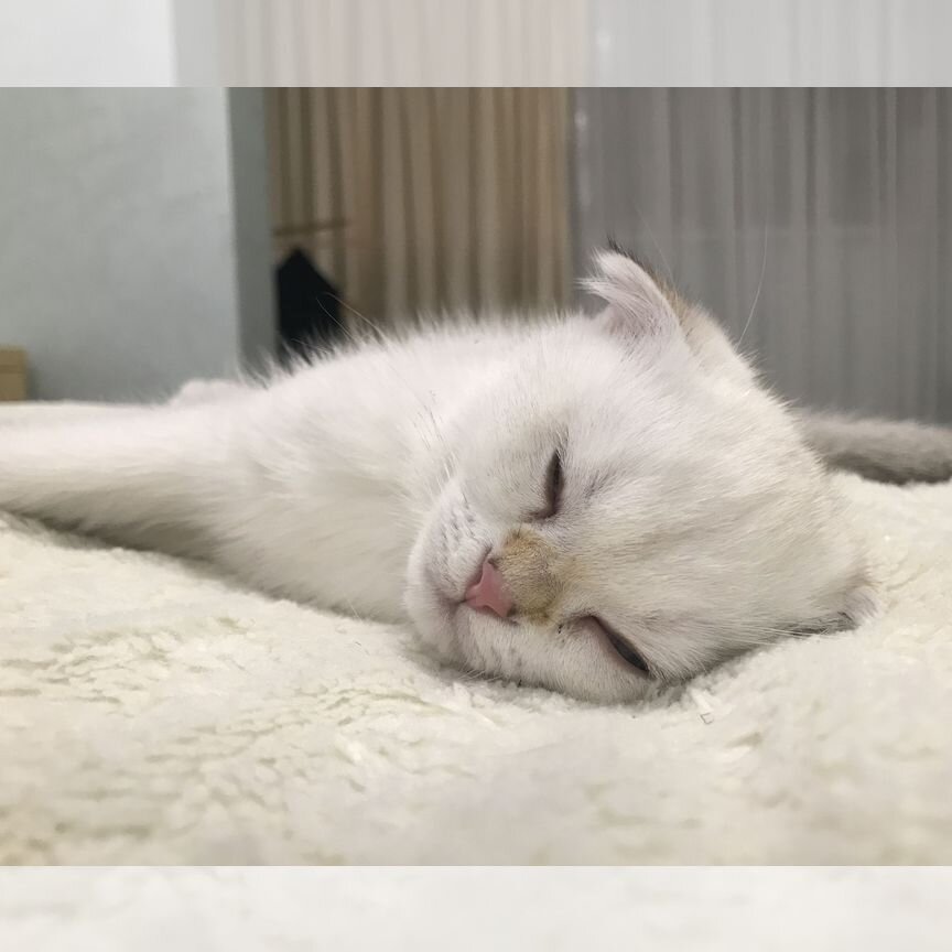 Шотландский вислоухий короткошёрстный котёнок