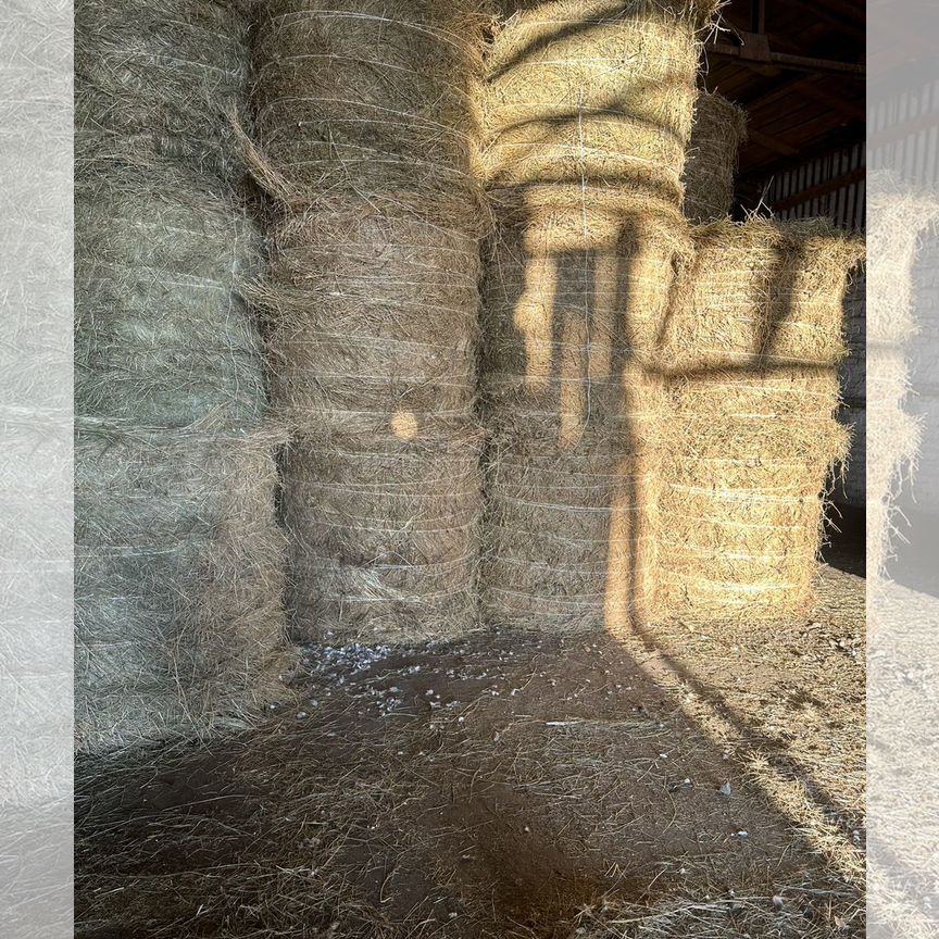 Сено люцерны