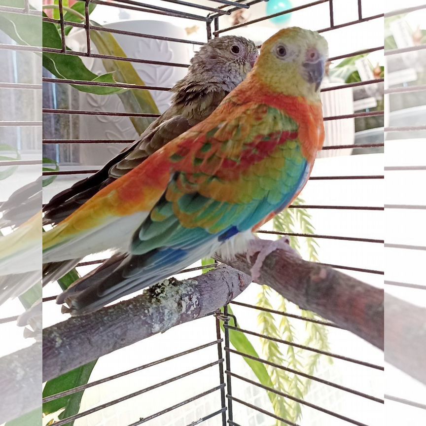 Певчий попугай