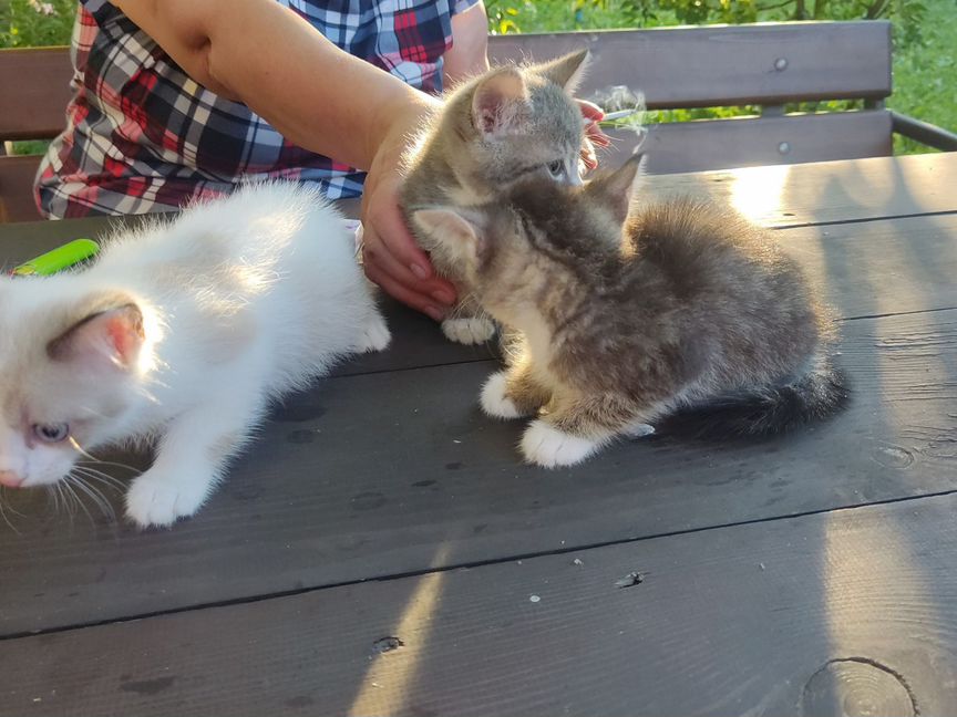 Британские котята короткошерстные