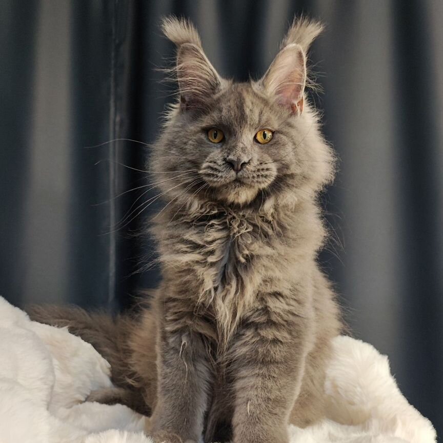 Котёнок Мейн кун