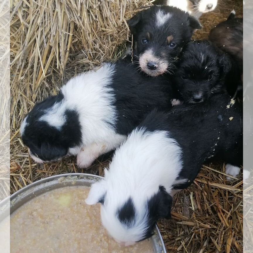 Пастушьи щенки