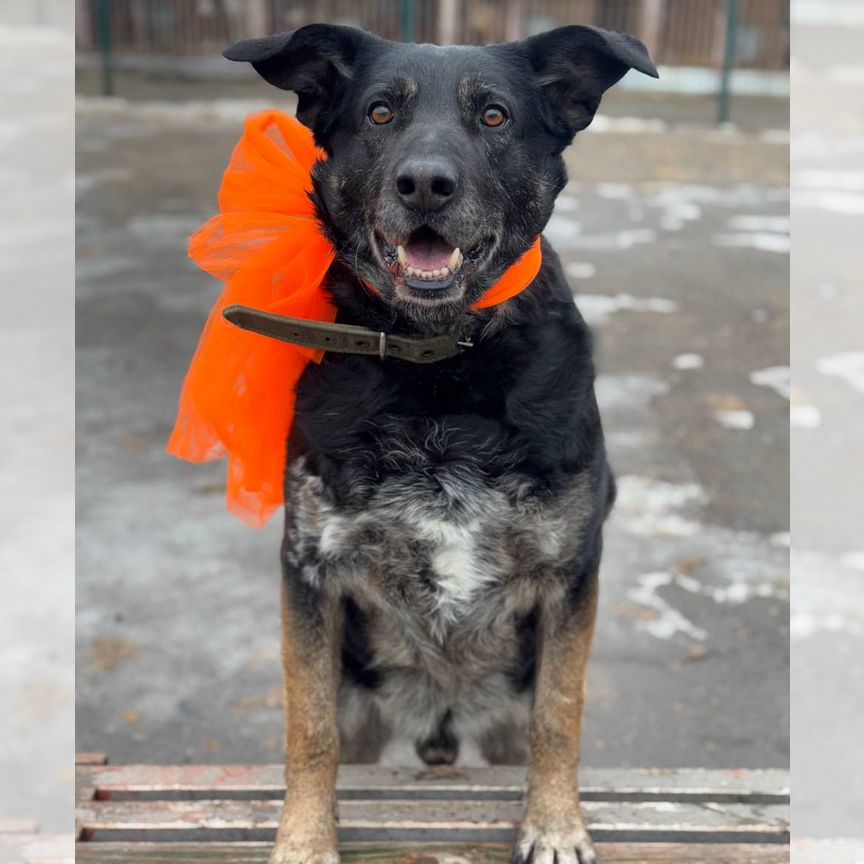 Фрай лучший друг