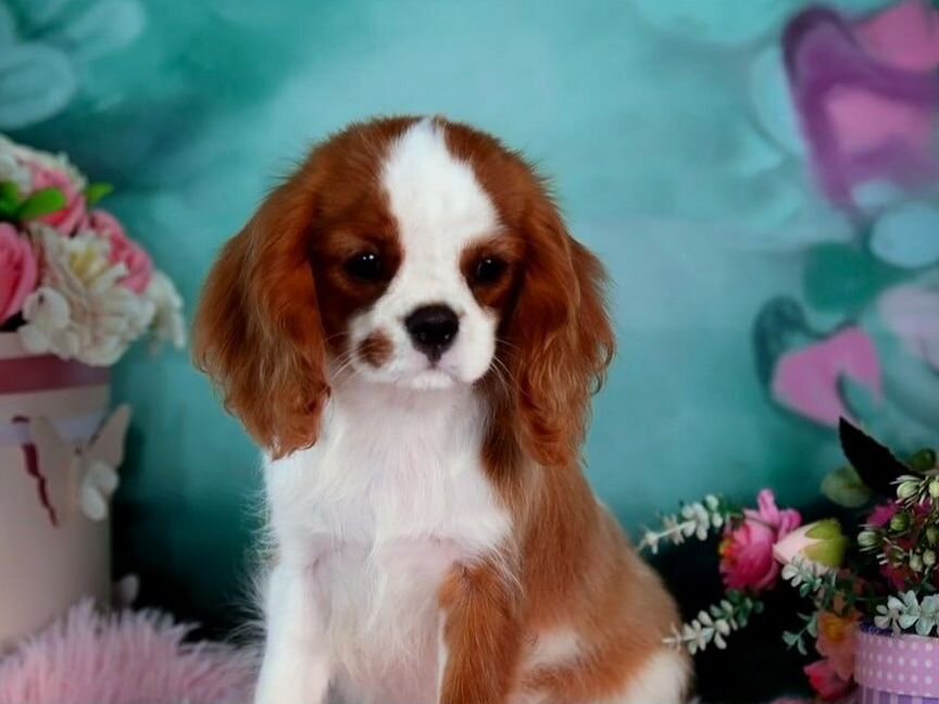 Девочка красотулЯ Кавалер кинг спаниель