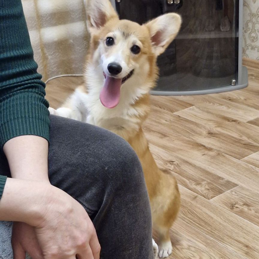 Вельш Корги Пемброк, щенок