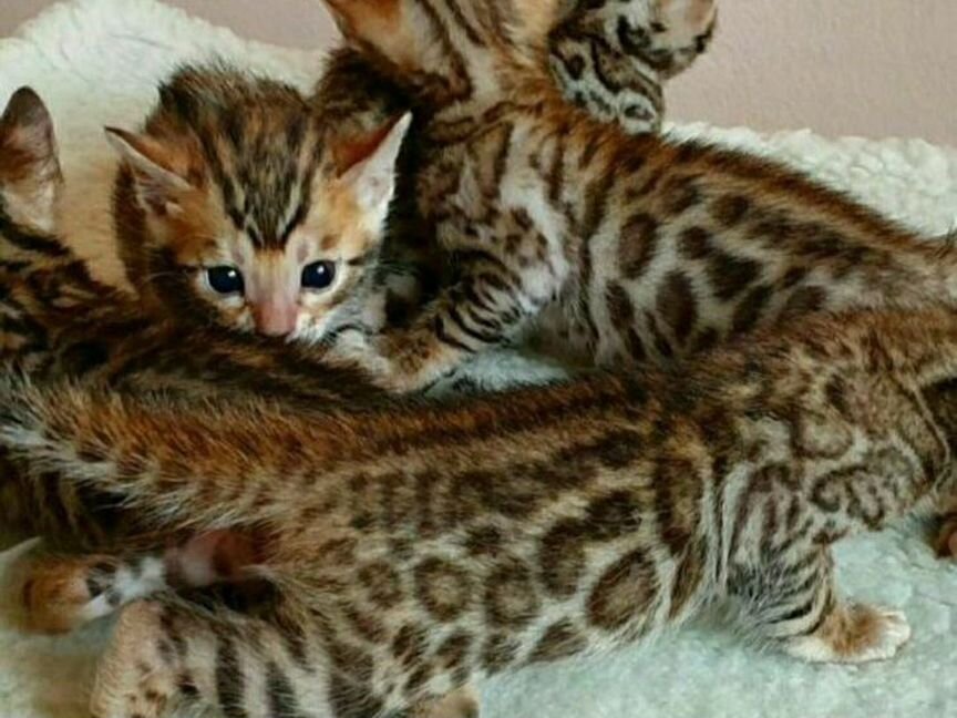Бенгальская кошка