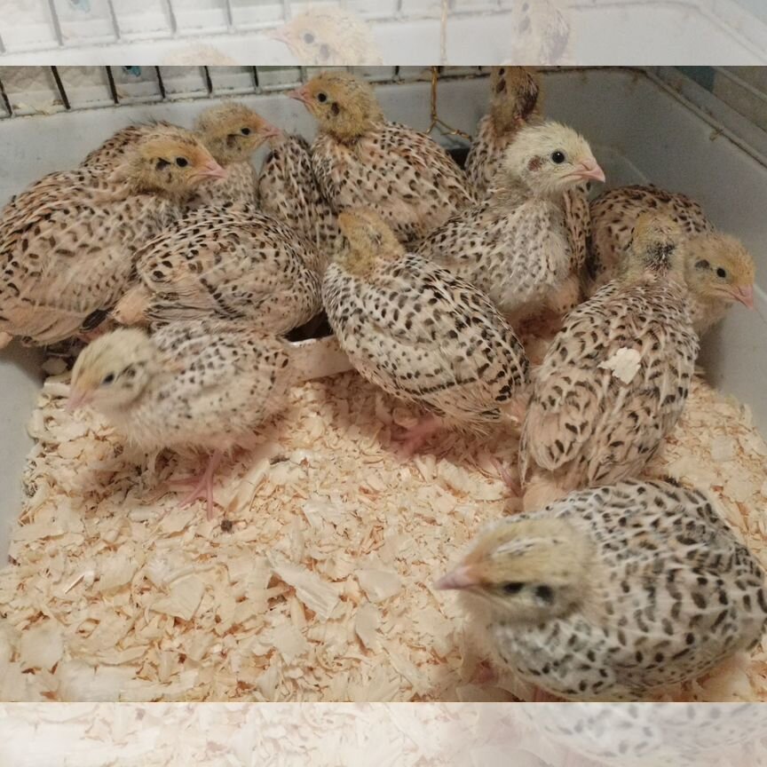 Перепел маньчжурский