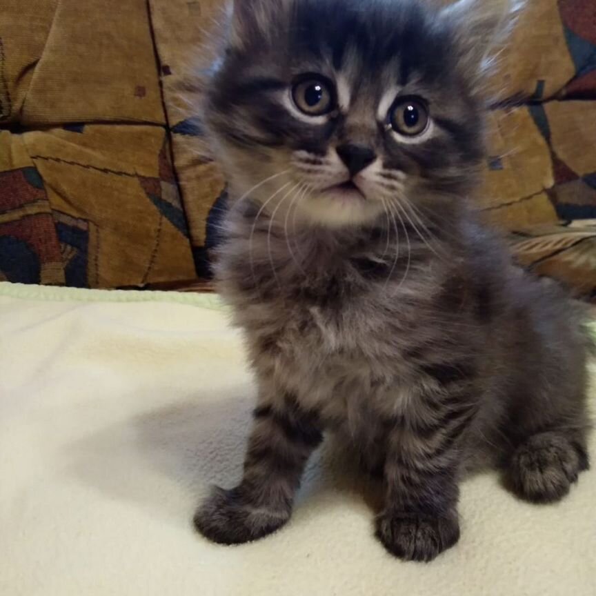 Котята мальчики