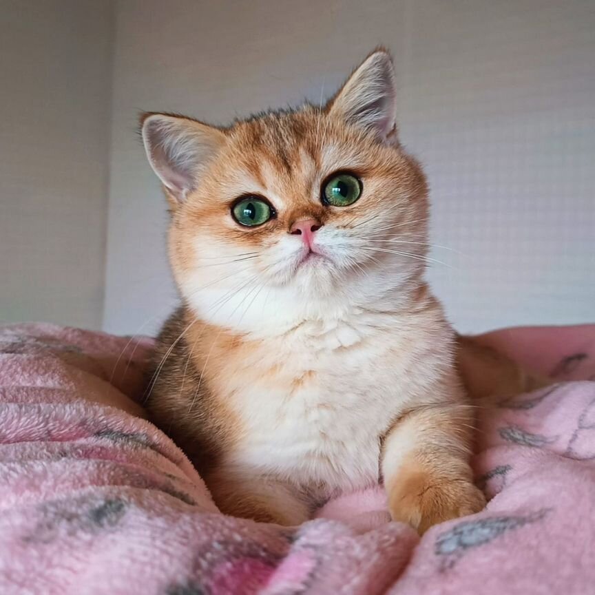 Британская золотая шиншилла