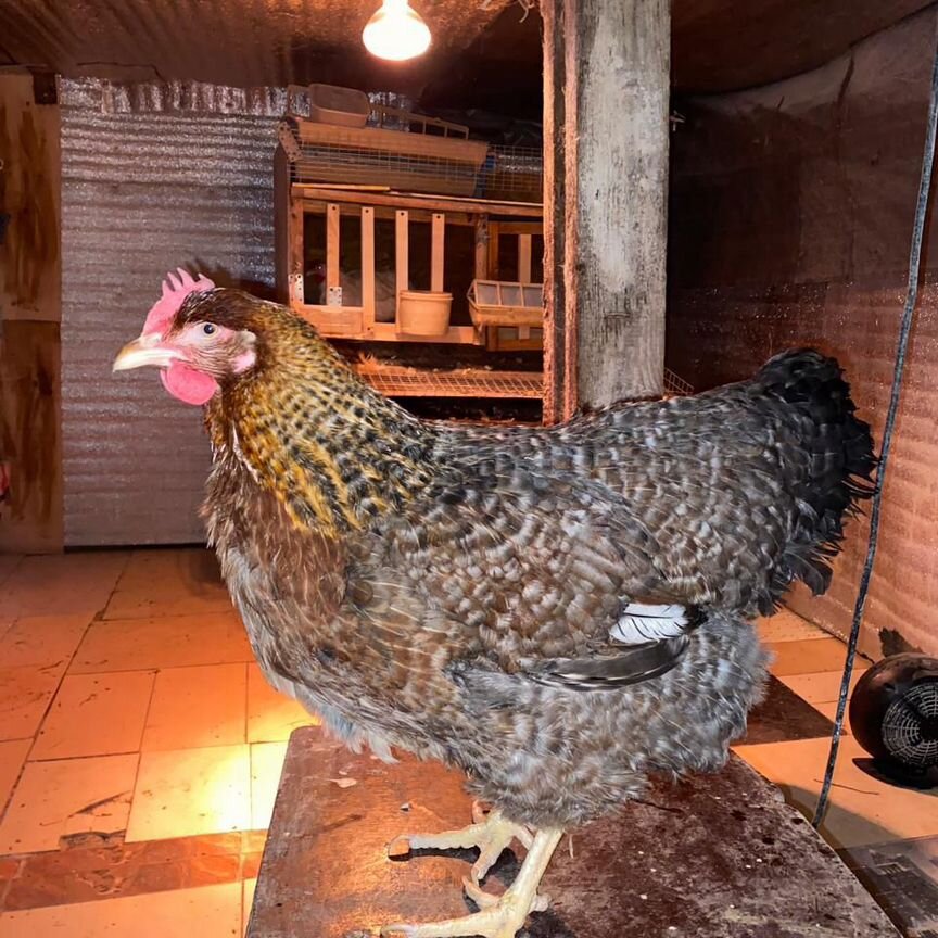 Куры Билефельдер