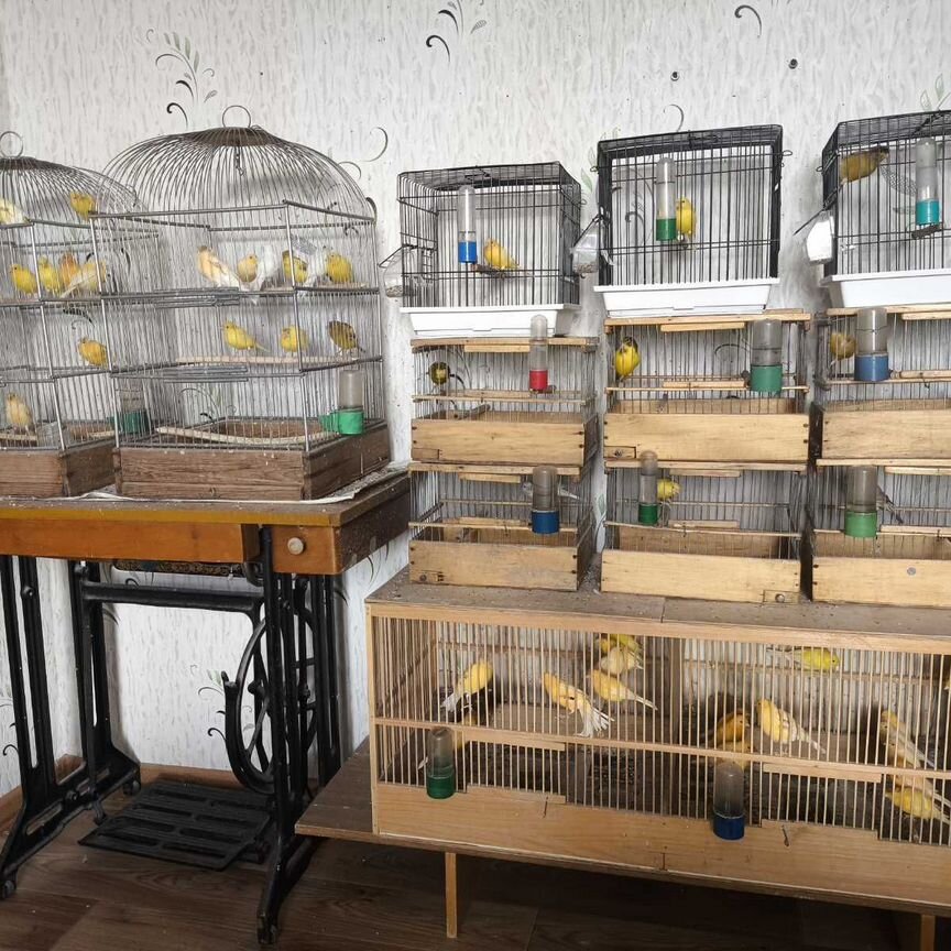 Кенара и канарейки