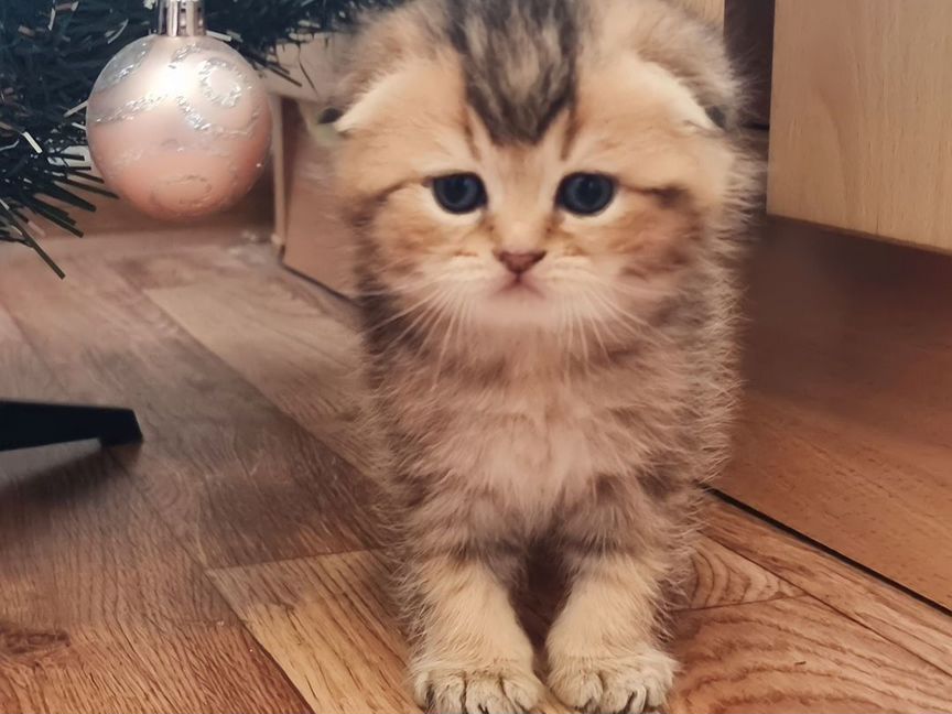 Шотландские вислоухие котята