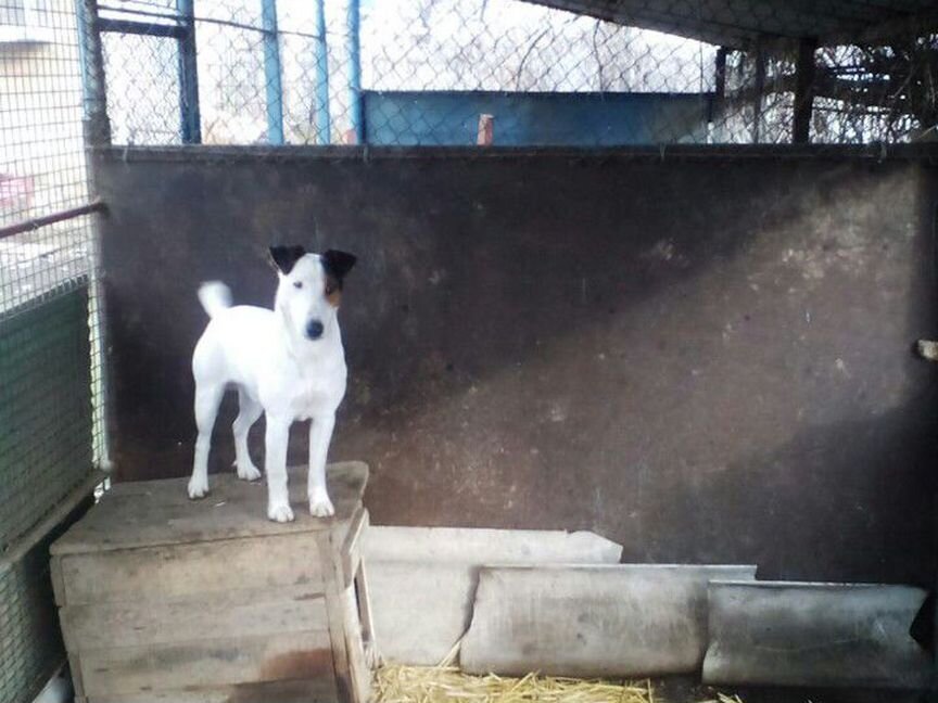 Фокстерьер (жених для временных свиданий)