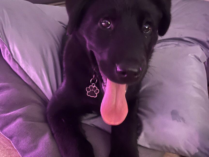 Щенок лабрадор