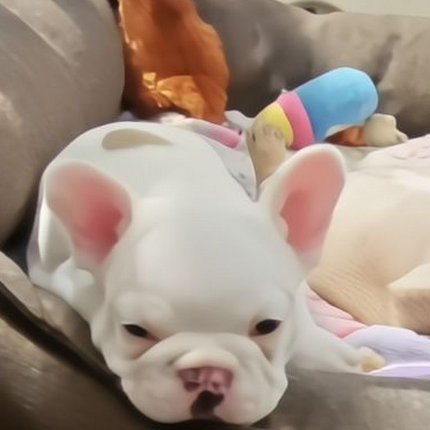 Французский бульдог, щенок