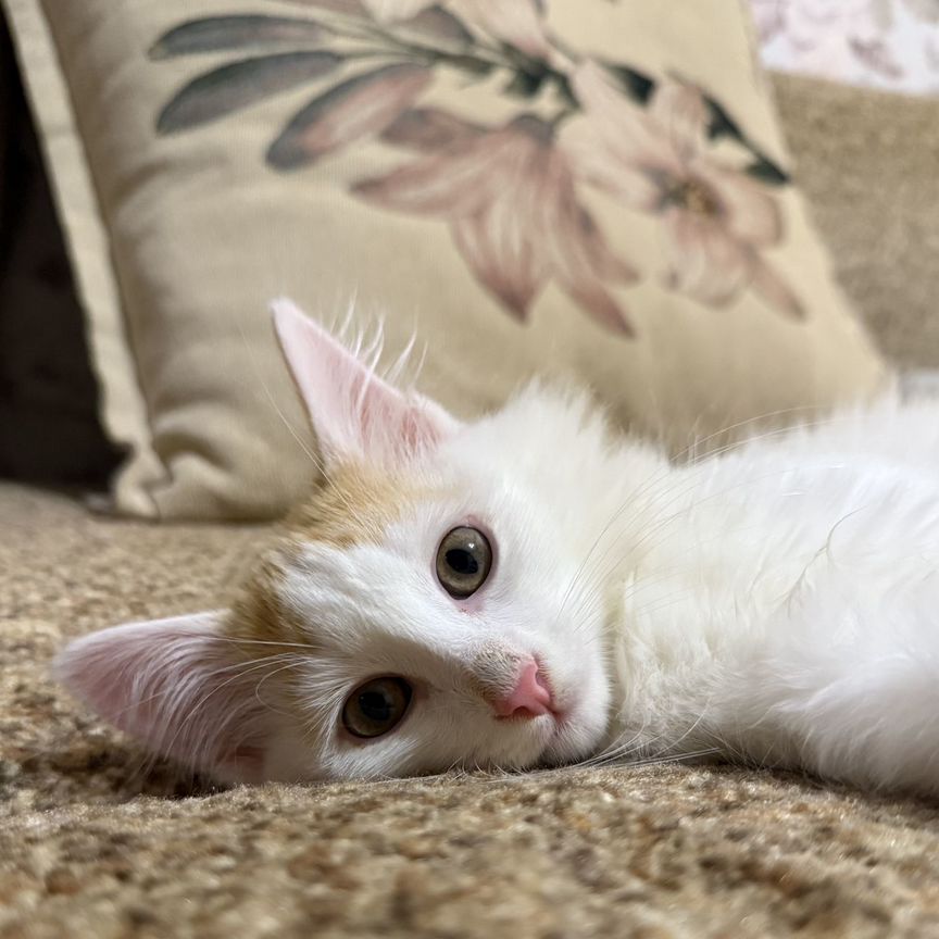 Котята даром