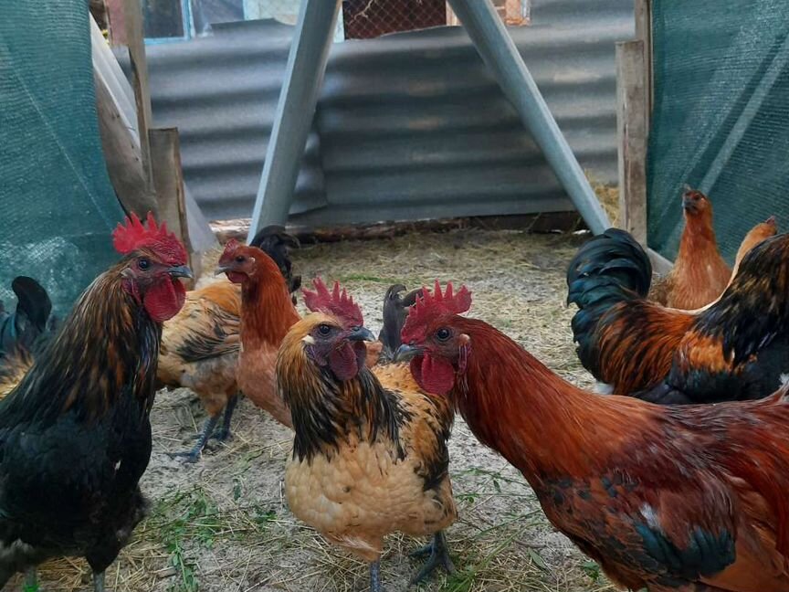 Молодые петухи